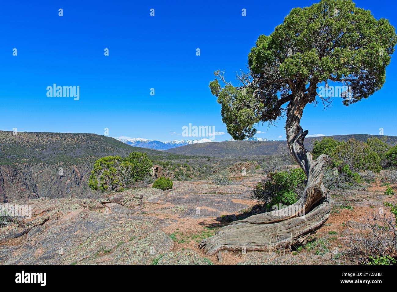 Twisted juniper tree frame distant snow capped mountain range from rim ...