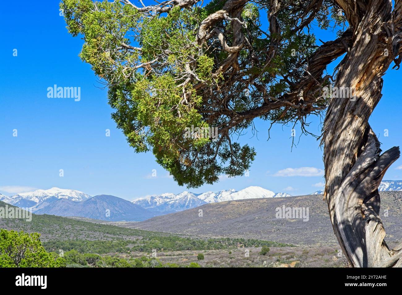 Twisted juniper tree frame distant snow capped mountain range from rim ...