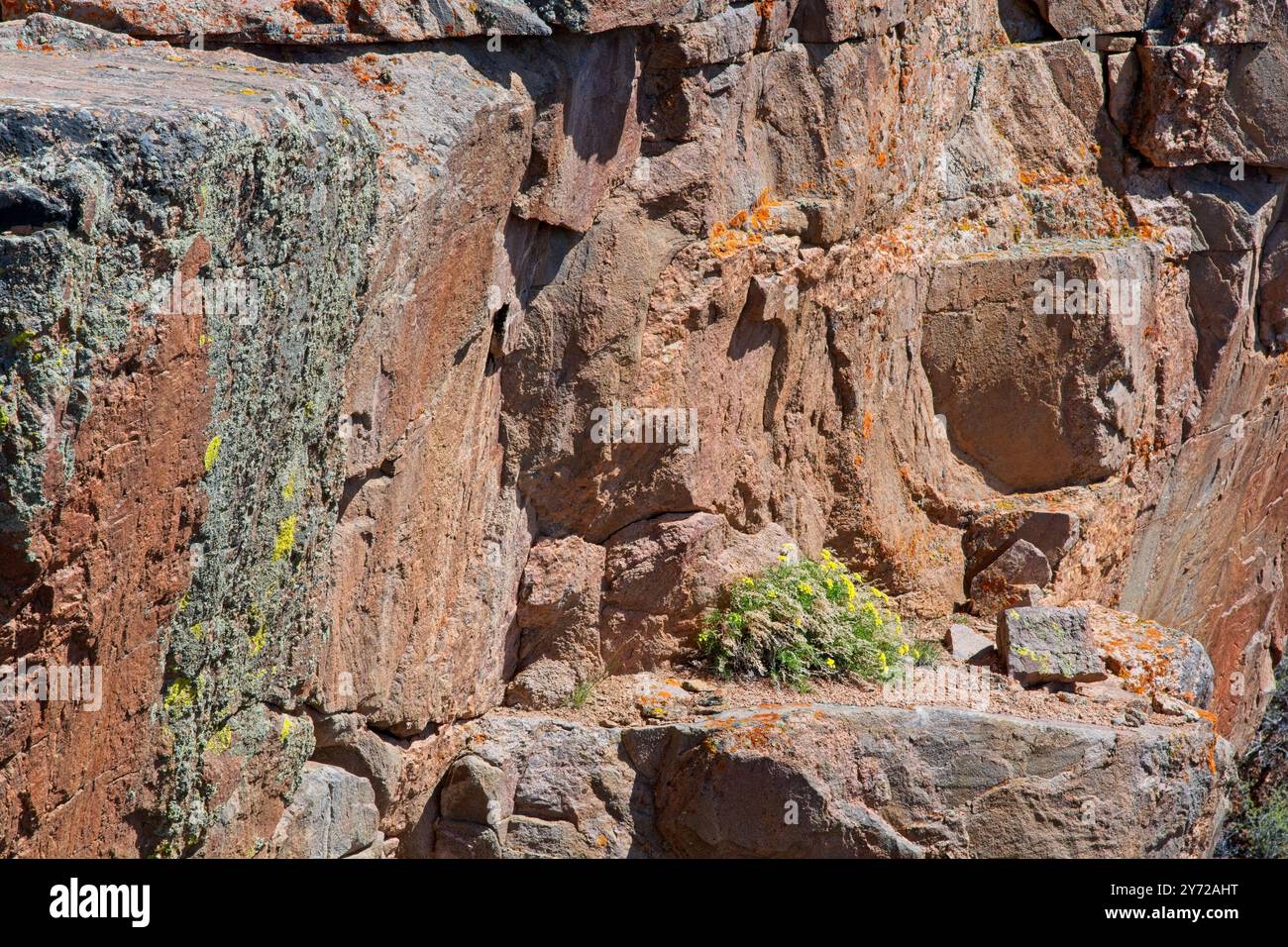 Yellow flowering bush thriving on ledge of Black Canyon cliff wall ...