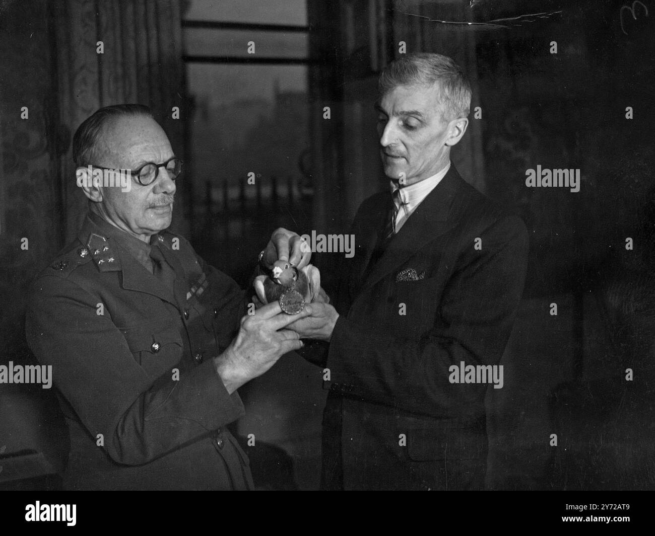 Tommy, a Dalton in Furness (Lancs) racing pigeon, recently awarded the ...