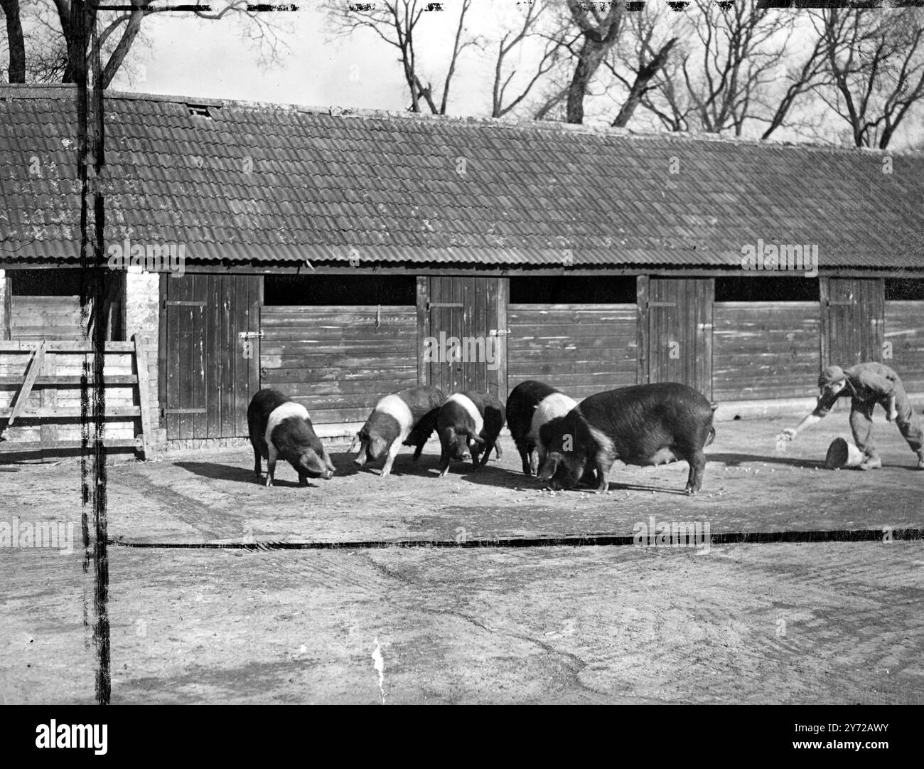 Factory farming of pigs Black and White Stock Photos & Images - Alamy