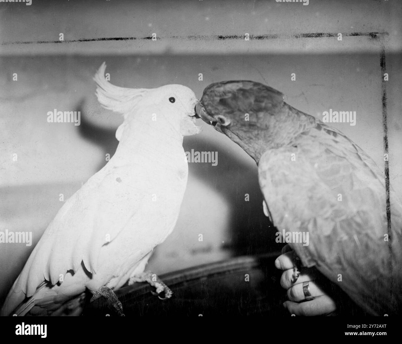 The Parrot House of the London Zoo was the scene of this affectionate ...