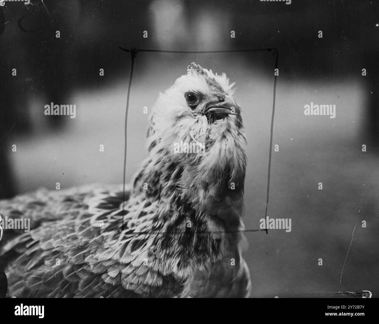 Prize winning winning hen hi-res stock photography and images - Alamy