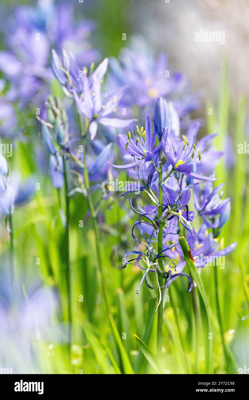 Nature's Tapestry: Camas Lilies, scientifically known as Camassia ...