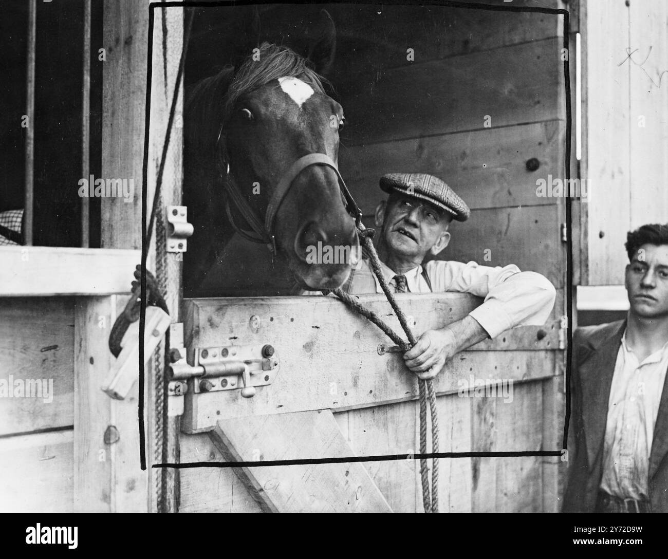 The four-year-old chestnut colt Edward Tudor, well known in racing ...