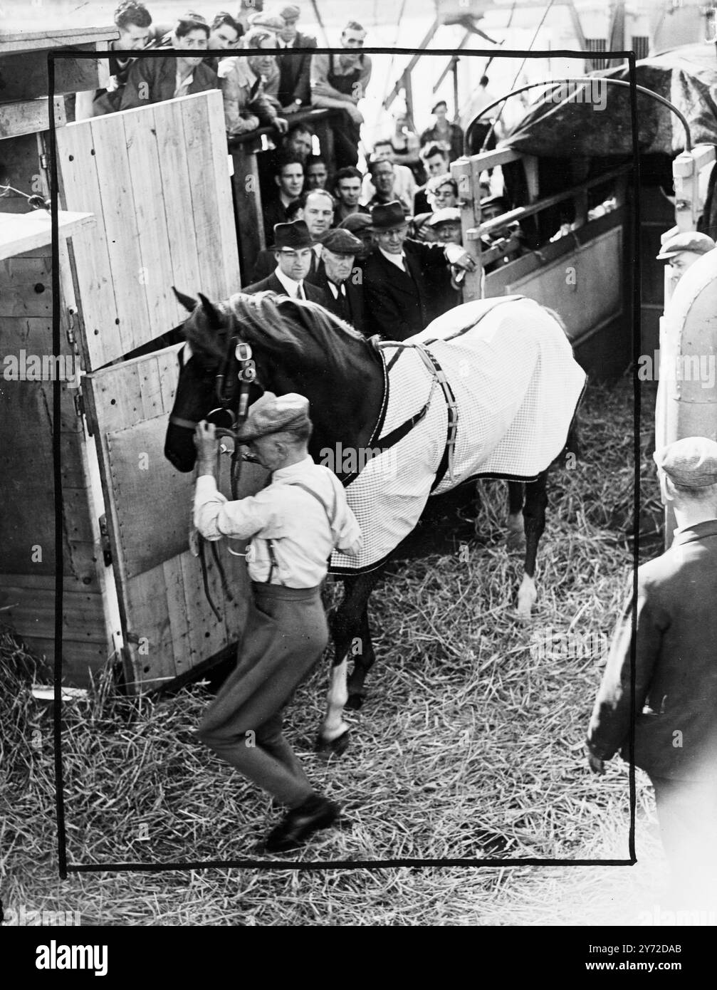 The four-year-old chestnut colt Edward Tudor, well known in racing ...
