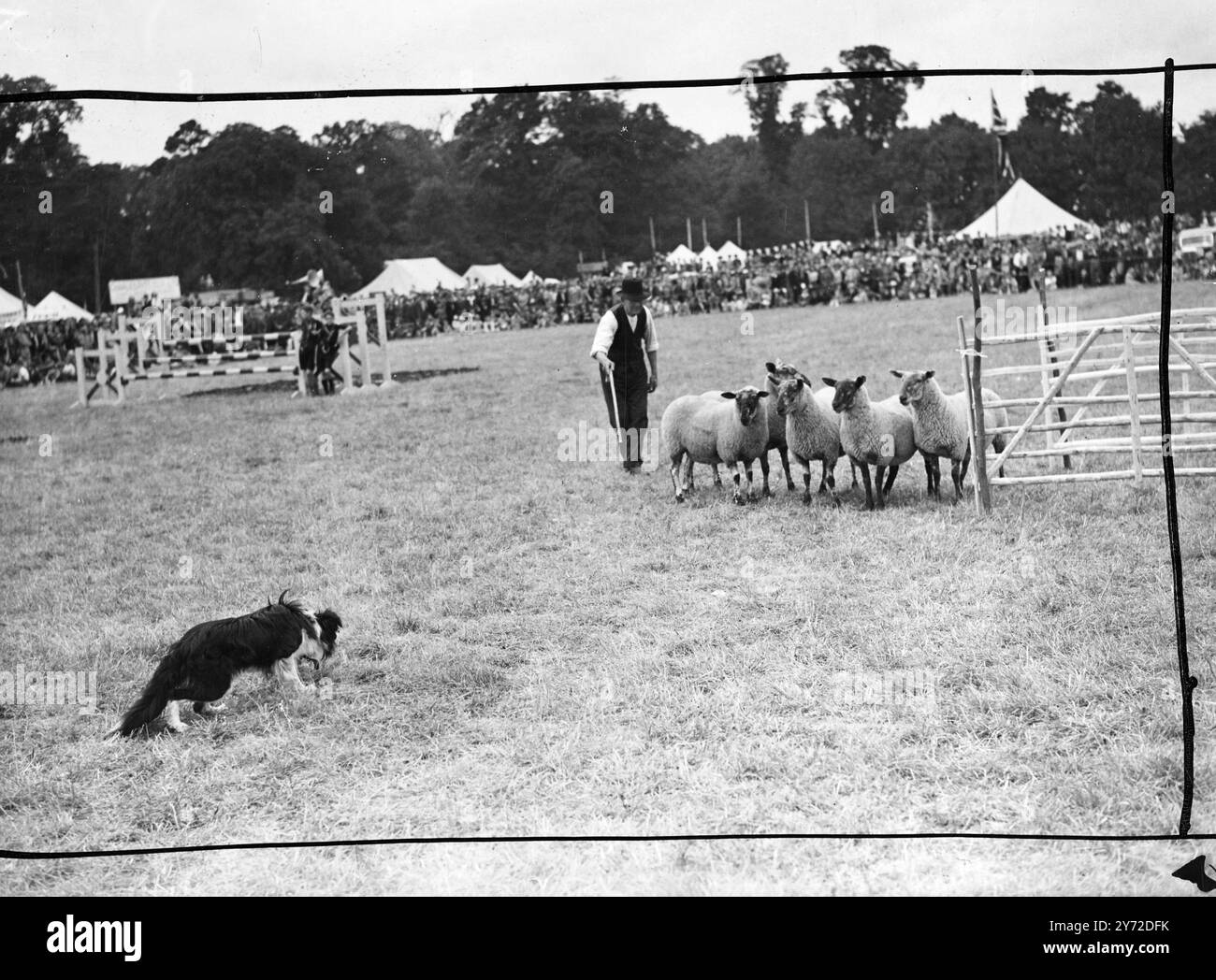 Round Up. 'Rag', a sheepdog owned by Mr Mark Hayton, of Ilklay, Yorks ...