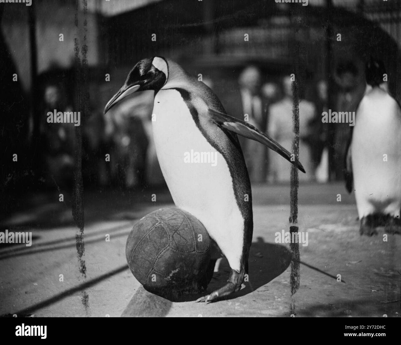 An introduction of a football into the King Penguins' enclosure at the ...