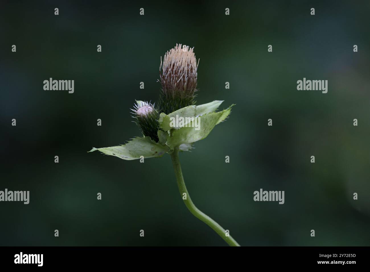 Cabbage Thistle (Cirsium oleraceum) Switzerland August 2024 Stock Photo ...