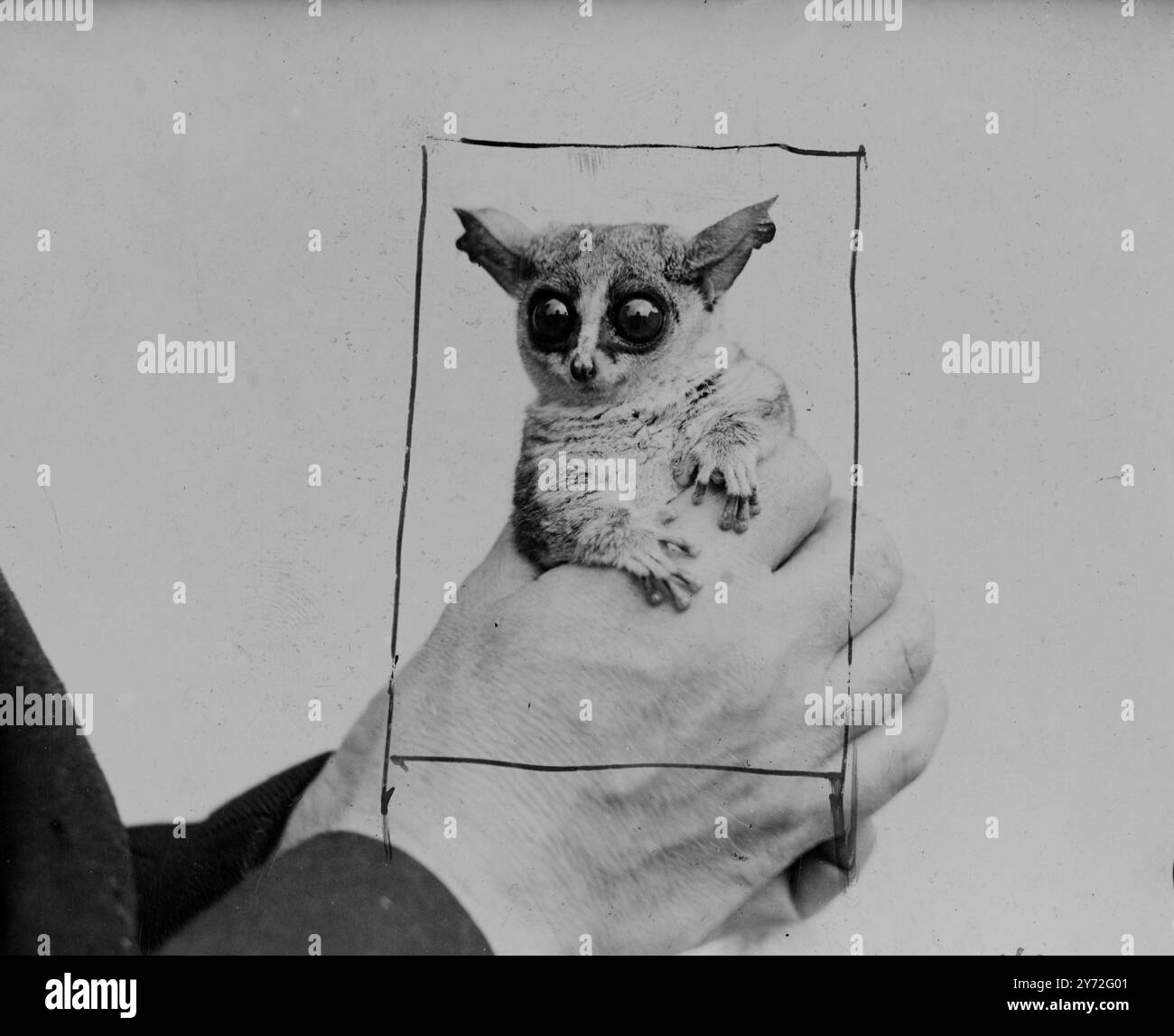 Introducing Pooky - Lil, a Moholi bushbaby, who prefers London to ...