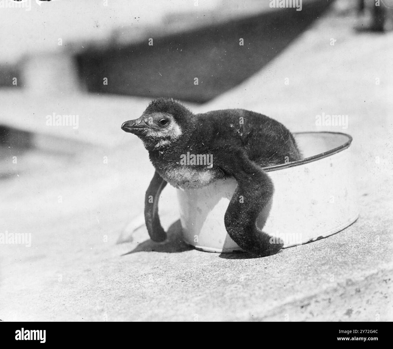 Daisy, a baby black footed Penguin, believes in being independent and ...