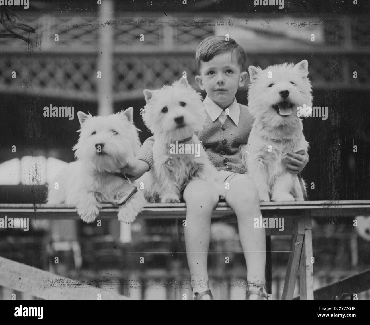 The trio of West Highland terriers shown today at the National terrier ...