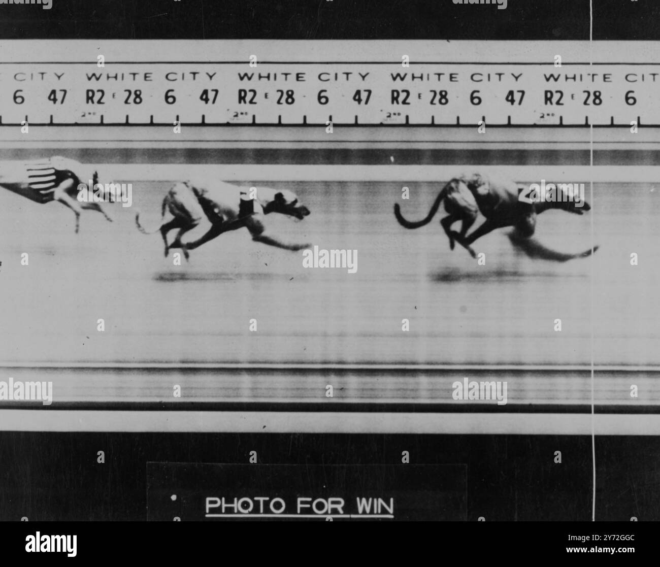 Mr Trevillion's entry Trev's Perfection romped home at the White City ...