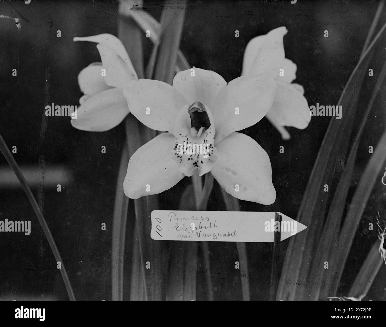 Pictured at the Chelsea flower show today was this single Cymbidium ...