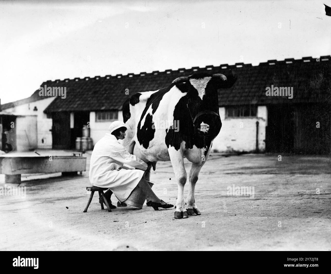 "Bridge Birch", a Fresian cow, has beaten the world's record milk yield ...
