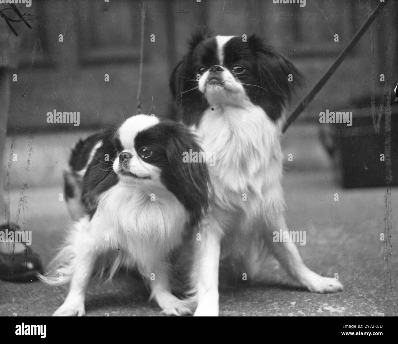 Two japanese chin dogs hi-res stock photography and images - Alamy