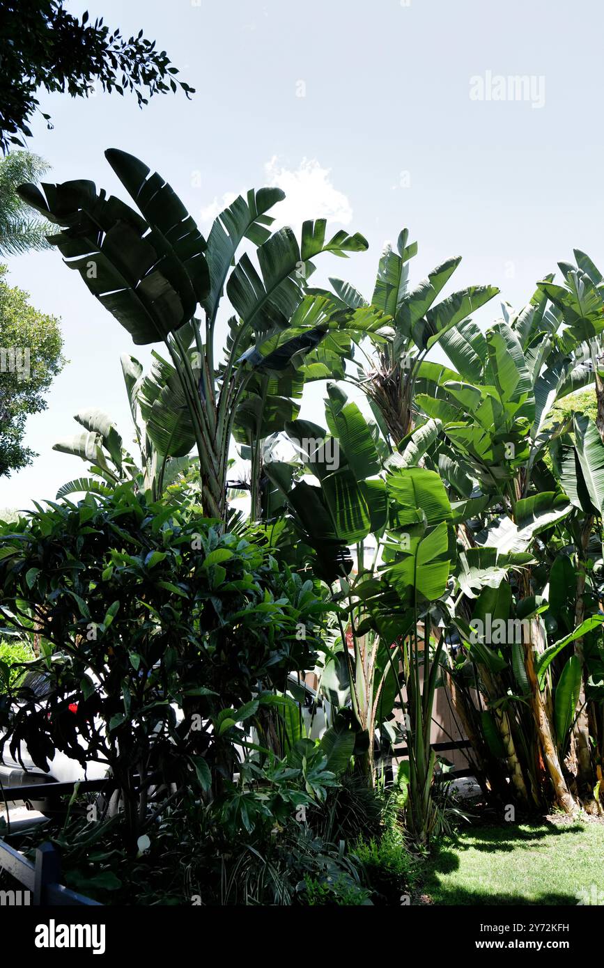 Charming Spanish-style house with lush garden, featuring tall palm ...