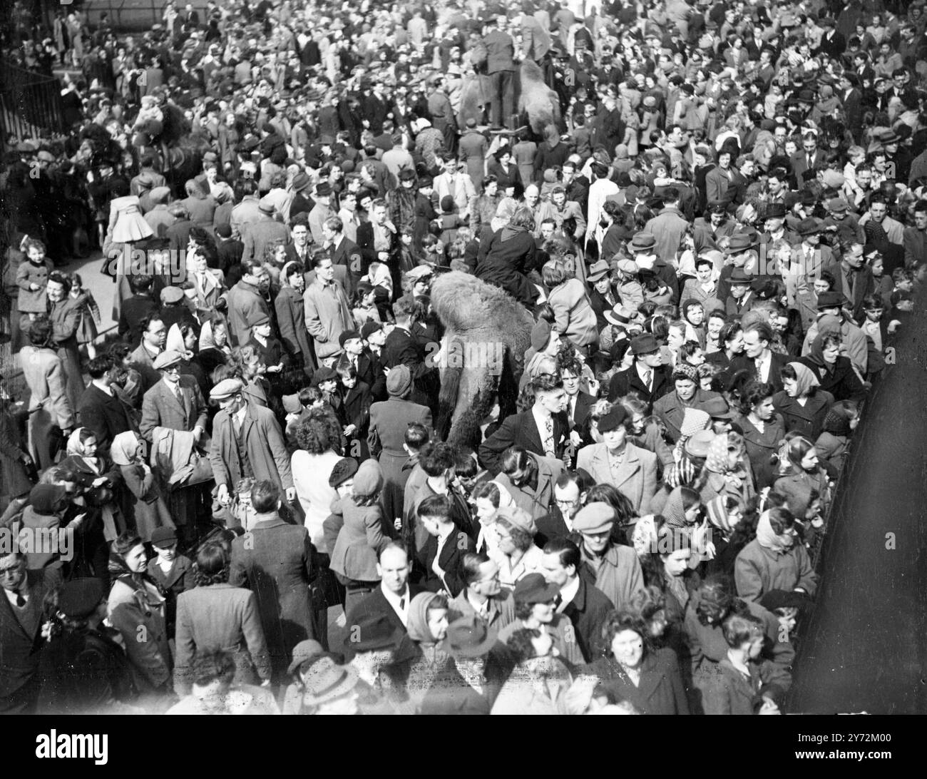 Zoological gardens regent's park Black and White Stock Photos & Images ...