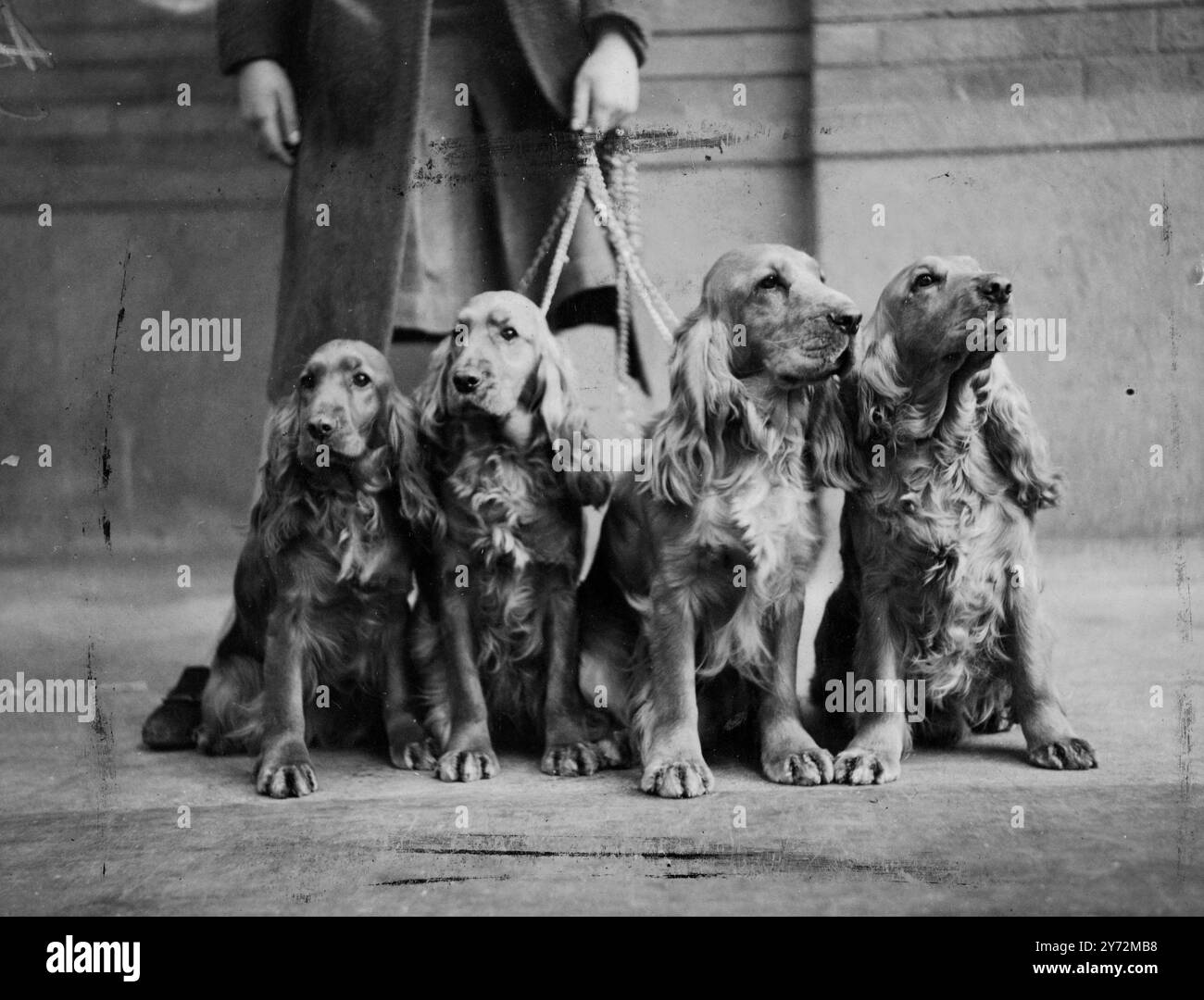 Picture of a cocker spaniel Black and White Stock Photos & Images - Alamy