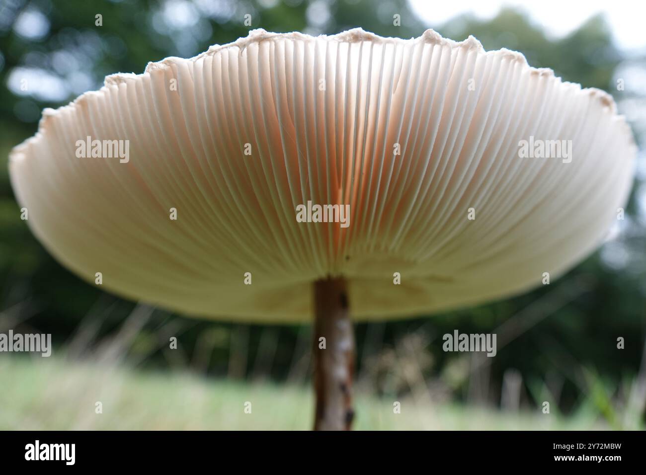 Autumn UK, Parasol Mushroom From Beneath Stock Photo - Alamy