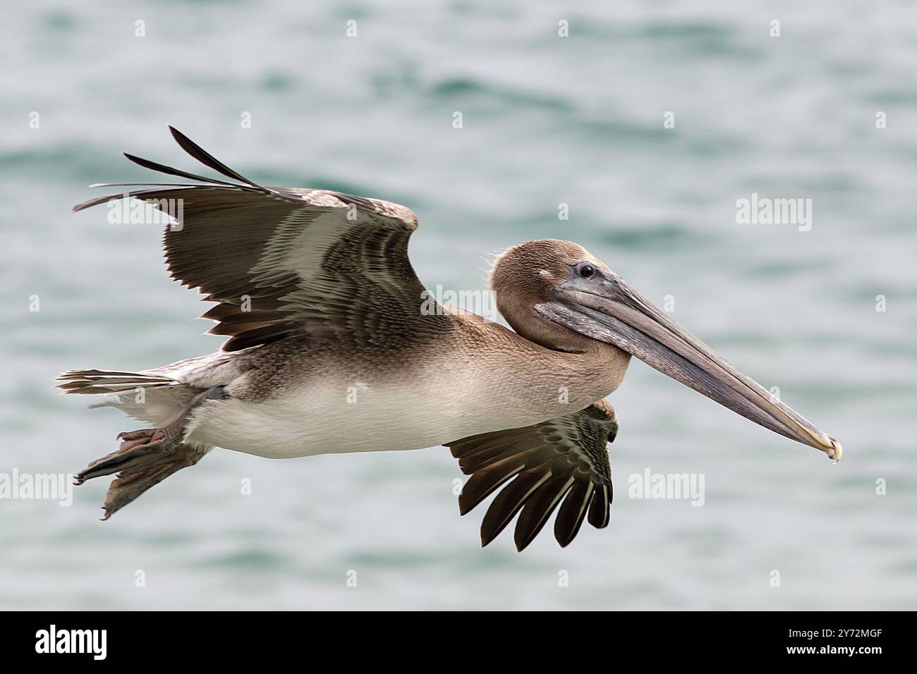 The Malibu Pelican, a majestic coastal bird, soars gracefully over the ...