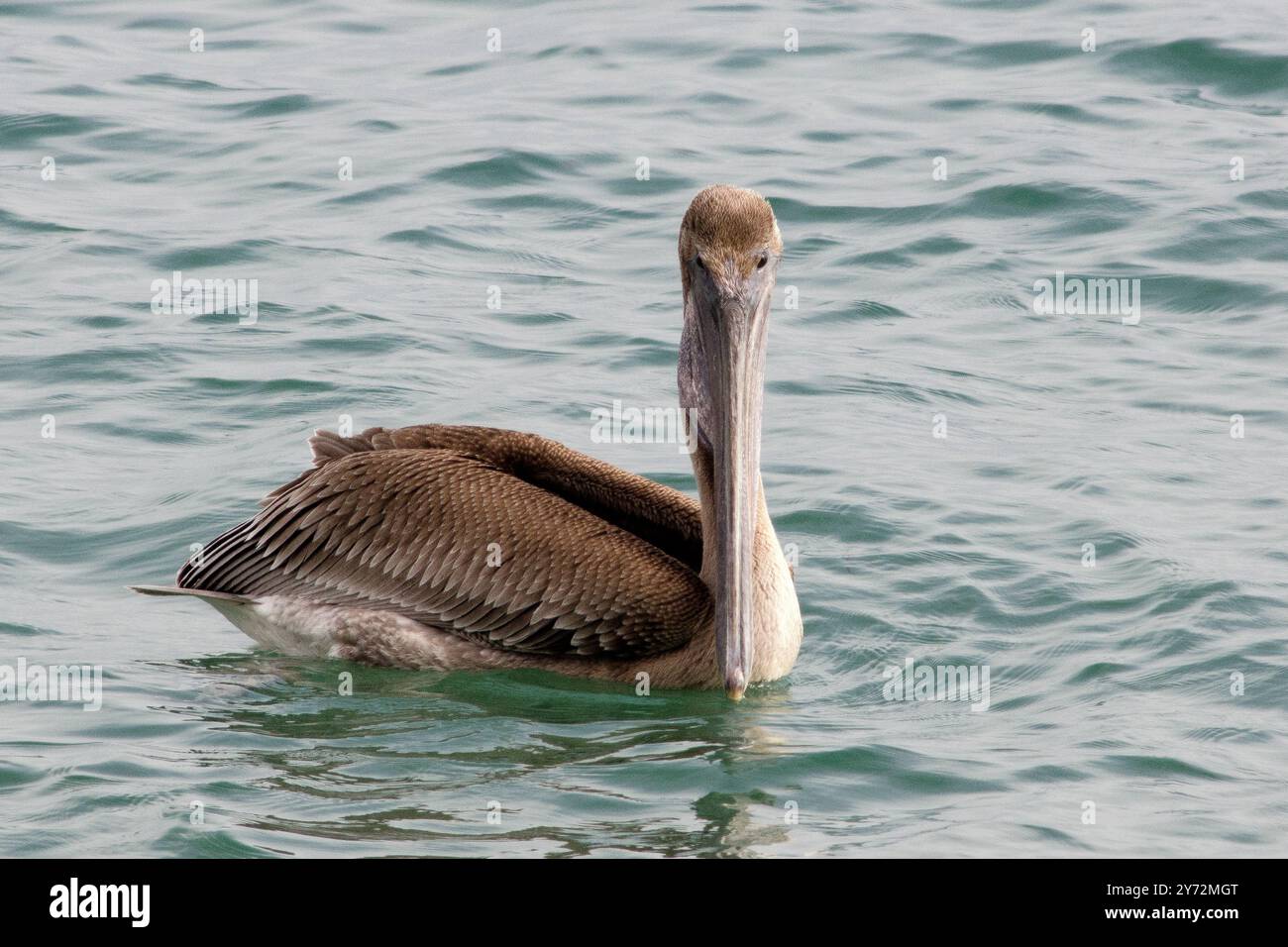 The Malibu Pelican, a majestic coastal bird, soars gracefully over the ...