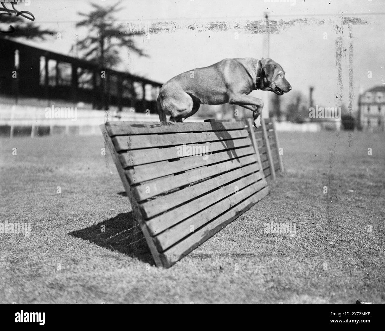 2 labradors Black and White Stock Photos & Images - Alamy