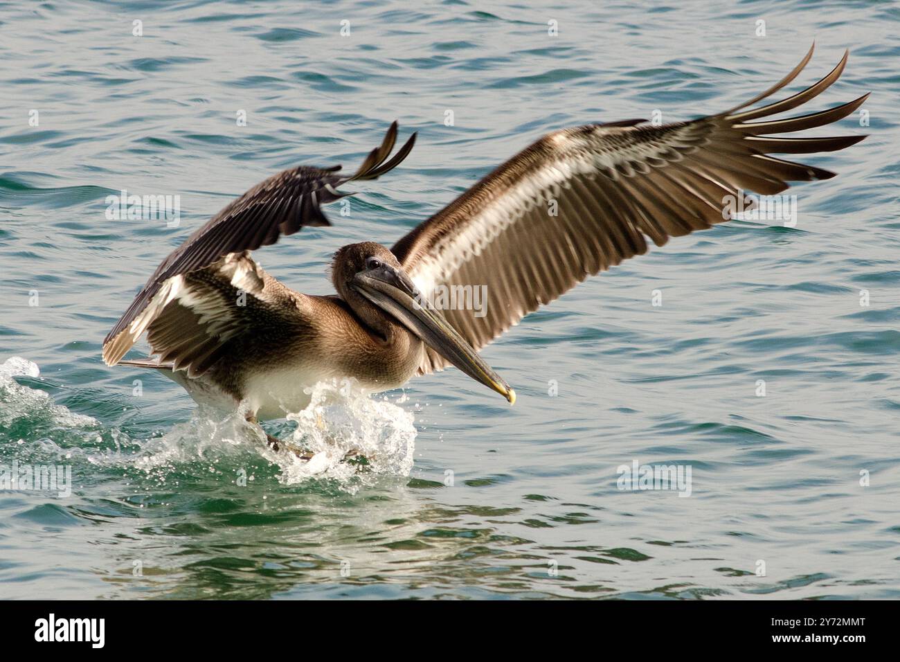 The Malibu Pelican, a majestic coastal bird, soars gracefully over the ...