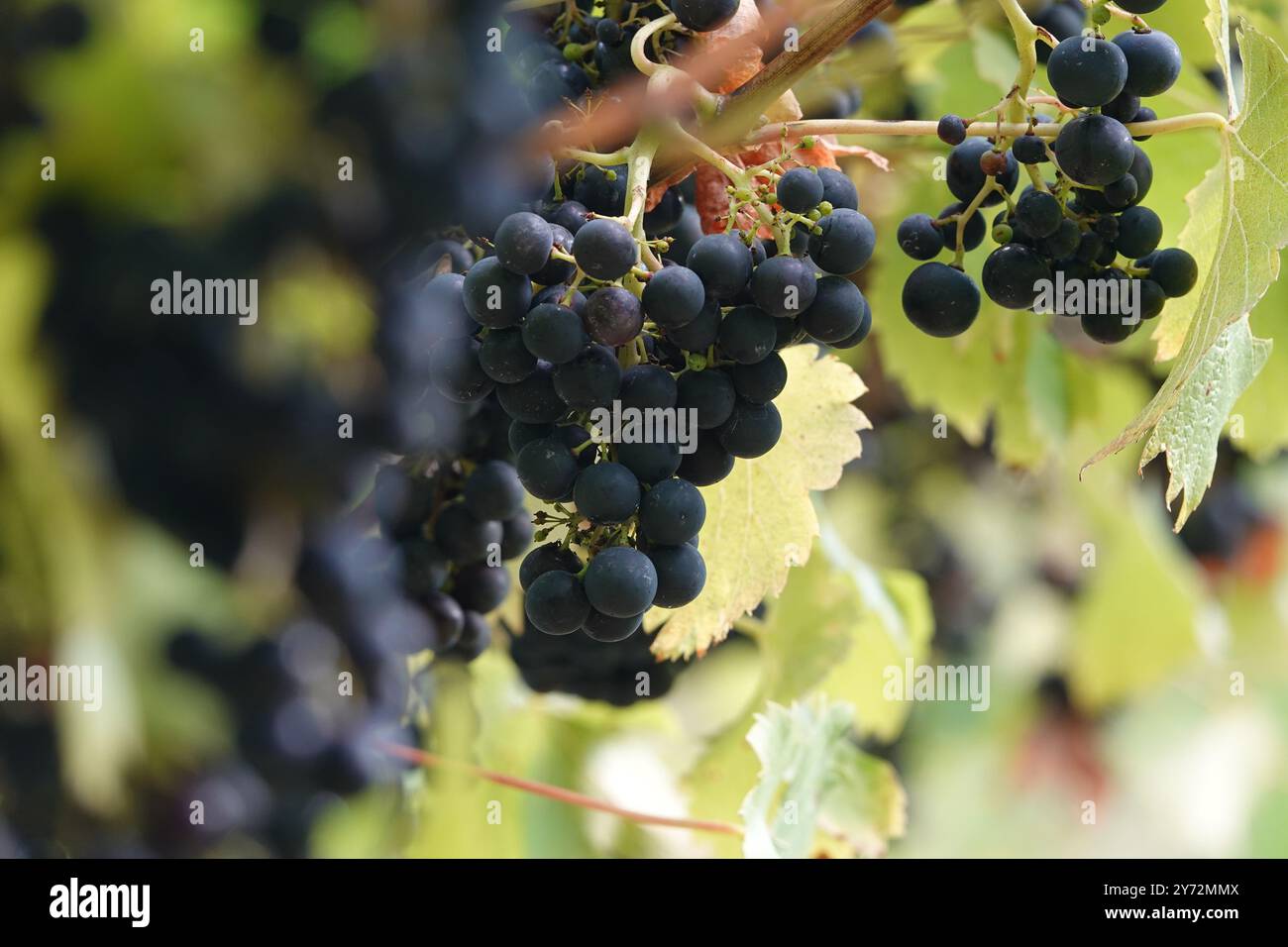 Summer UK, Grapes Ripening Stock Photo - Alamy