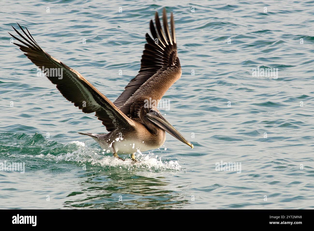 The Malibu Pelican, a majestic coastal bird, soars gracefully over the ...
