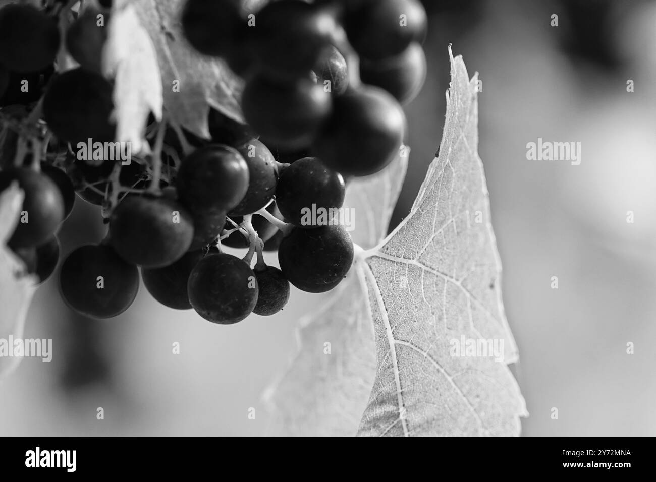 Grapes farming sun Black and White Stock Photos & Images - Alamy