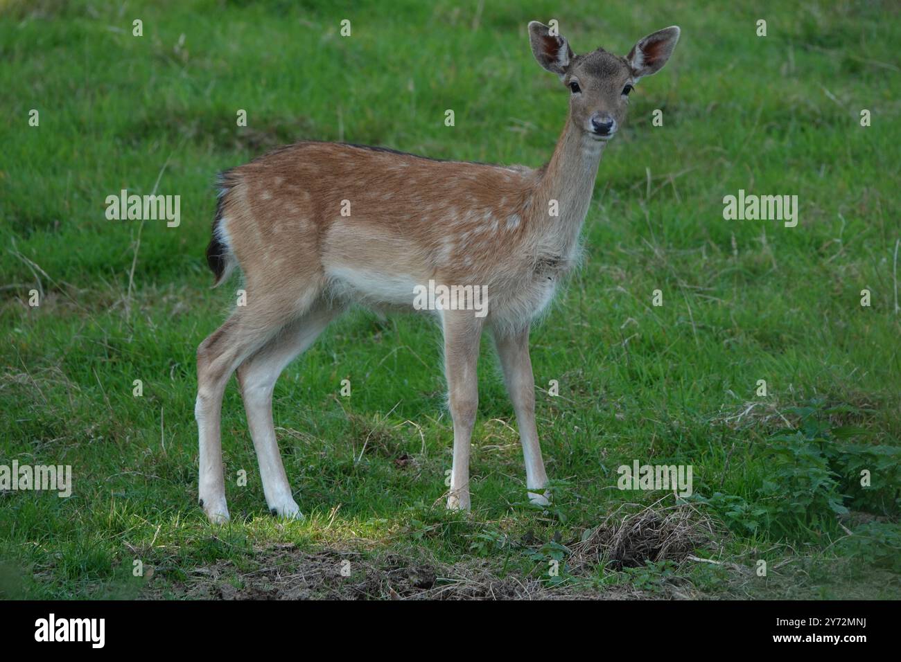 Summer UK, Lone Fallow Fawn Looking At Camera Stock Photo - Alamy