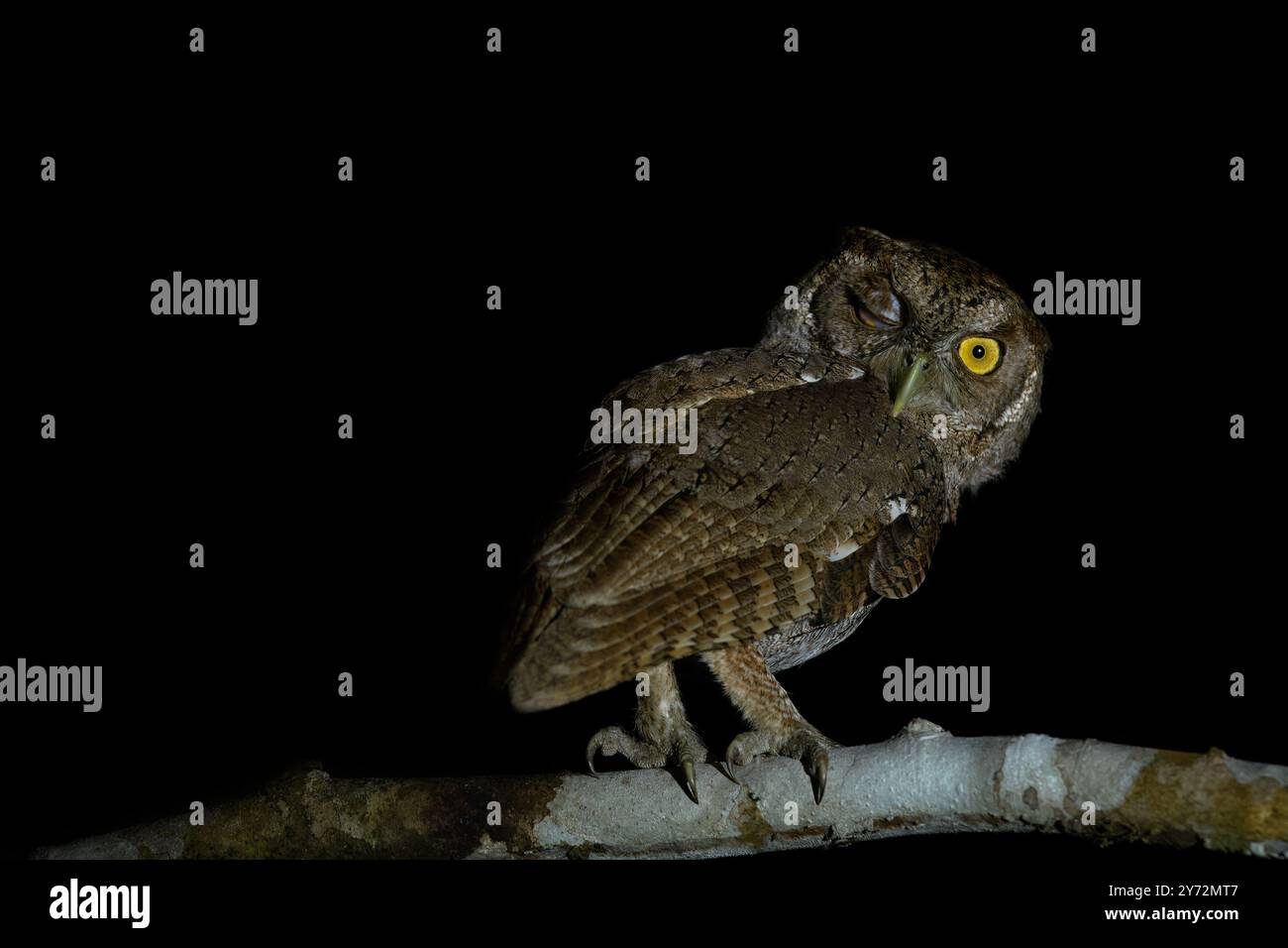 Pacific Screech Owl (Megascops cooperi) close up in the night, wink ...