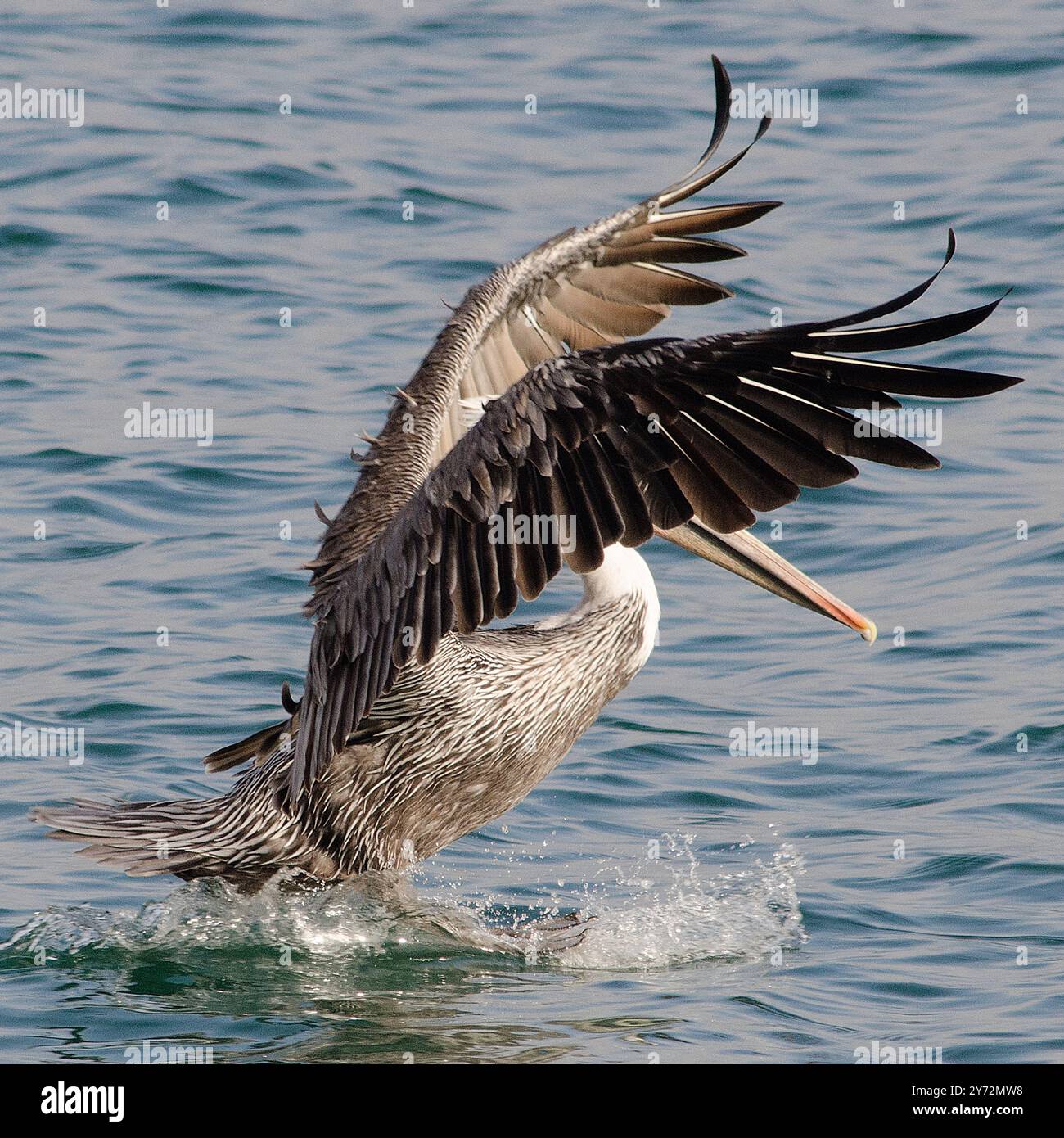 The Malibu Pelican, a majestic coastal bird, soars gracefully over the ...