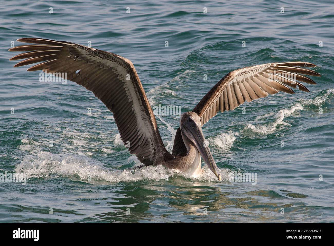The Malibu Pelican, a majestic coastal bird, soars gracefully over the ...
