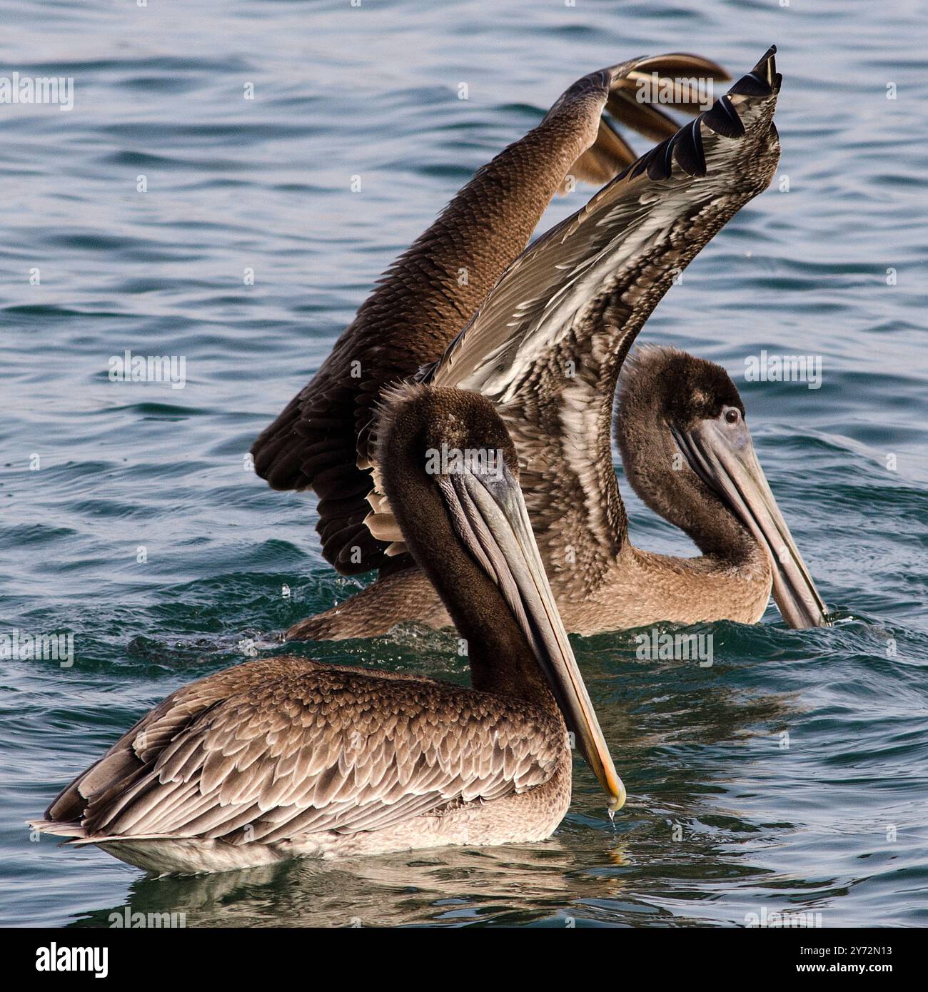 The Malibu Pelican, a majestic coastal bird, soars gracefully over the ...