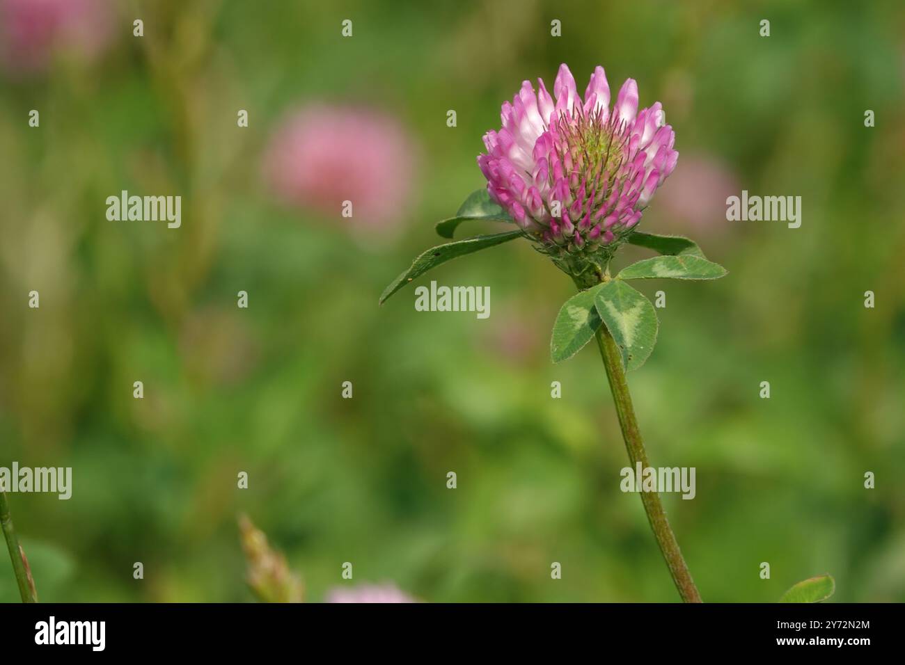 Summer meadow pink flowering hi-res stock photography and images - Alamy