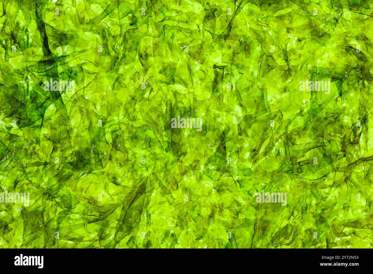 structure close-up of compressed dried green algae of nori Stock Photo ...