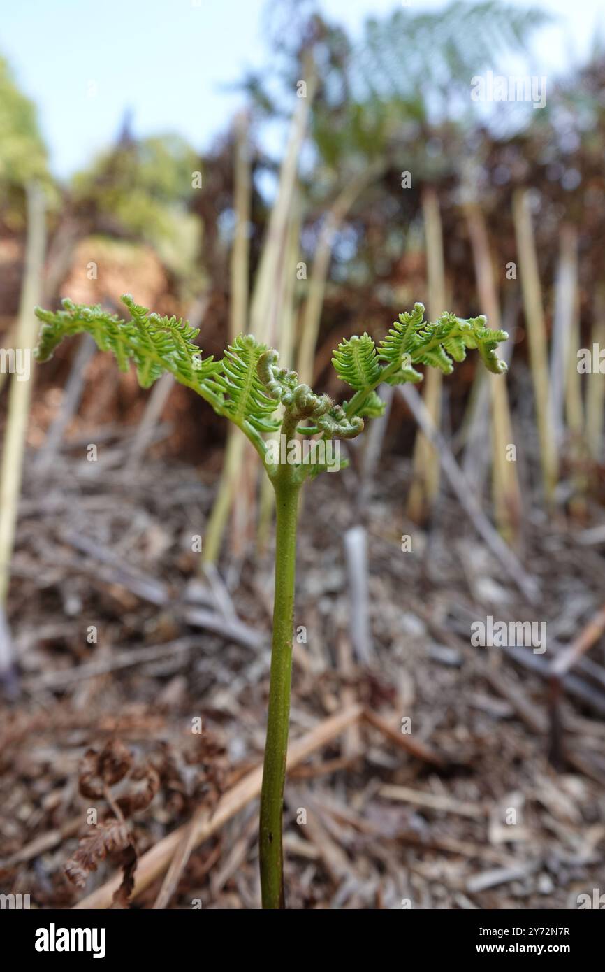 Summer UK, New Bracken Shoot Growing Stock Photo - Alamy