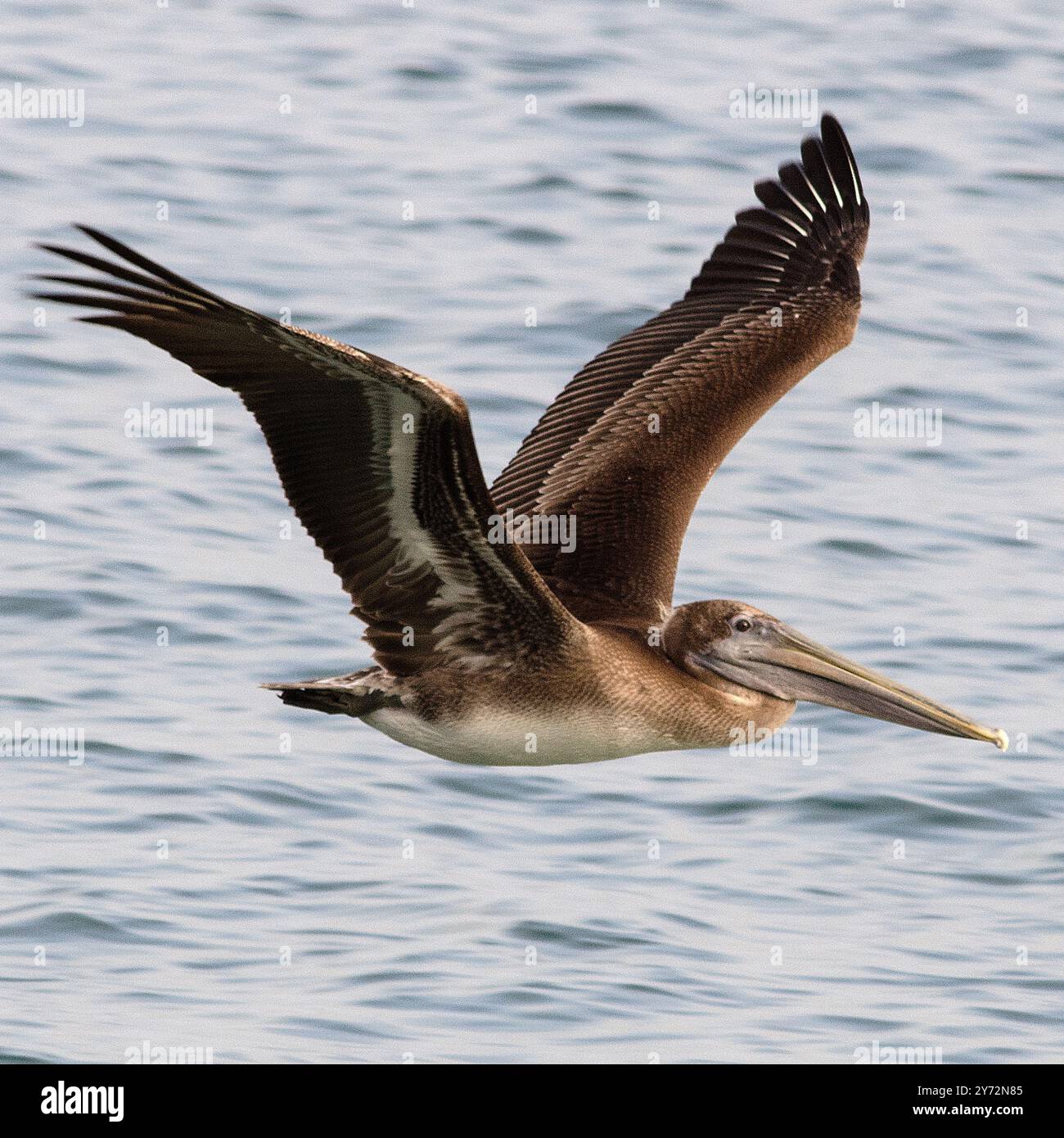 The Malibu Pelican, a majestic coastal bird, soars gracefully over the ...