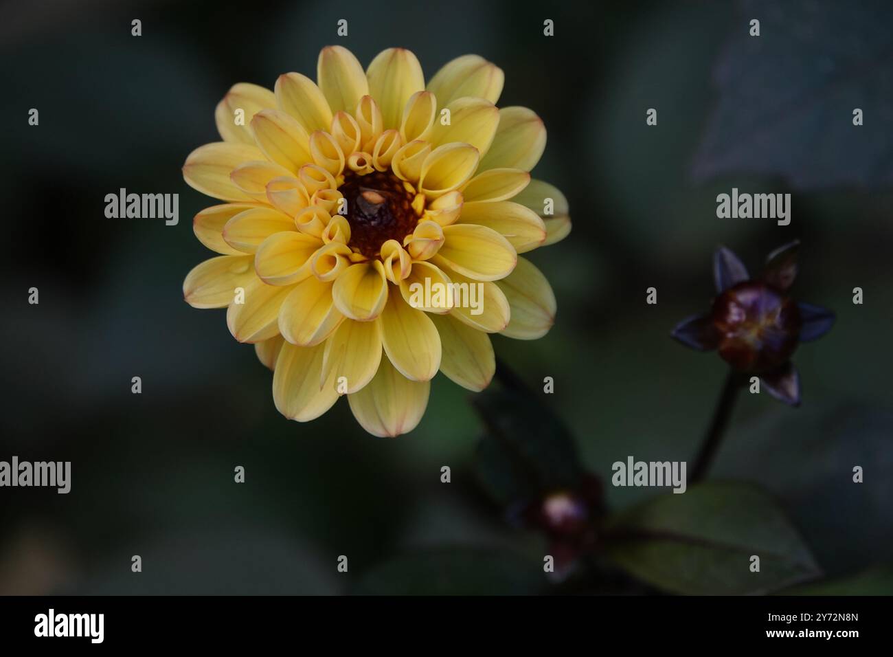 Summer UK, Yellow Dahlia Stock Photo - Alamy