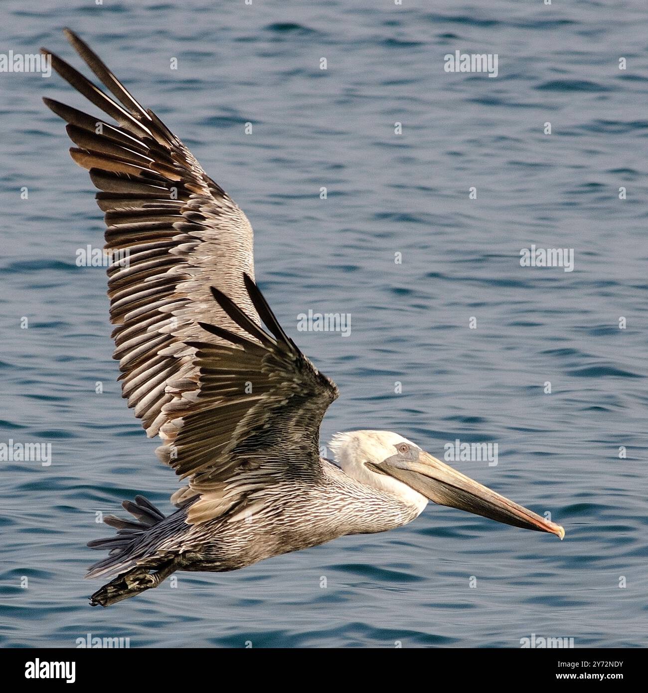The Malibu Pelican, a majestic coastal bird, soars gracefully over the ...
