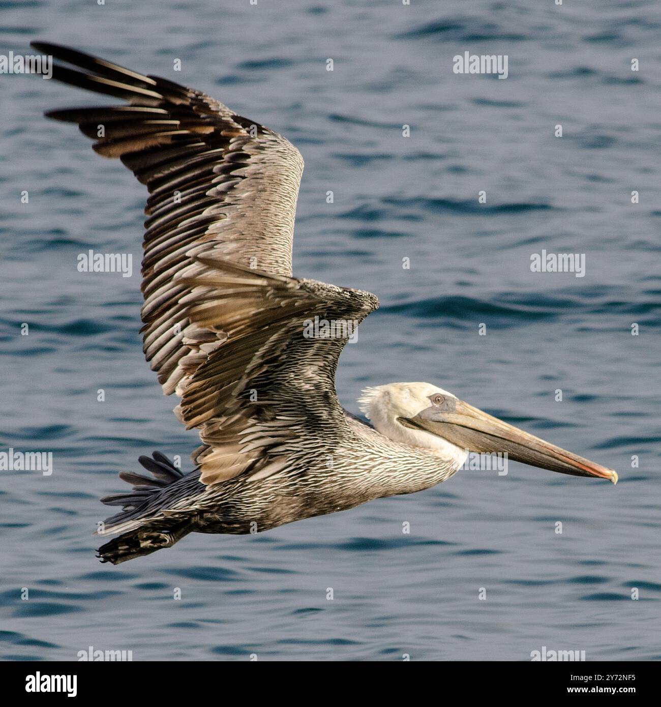 The Malibu Pelican, a majestic coastal bird, soars gracefully over the ...