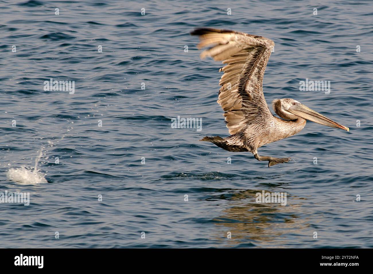 The Malibu Pelican, a majestic coastal bird, soars gracefully over the ...