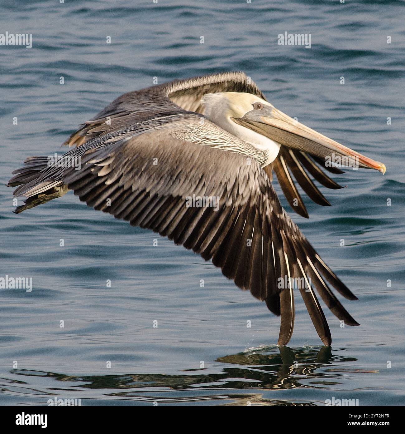 The Malibu Pelican, a majestic coastal bird, soars gracefully over the ...