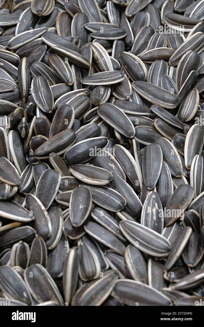 Dried sunflower seeds, close up shot. Abstract agriculture background ...