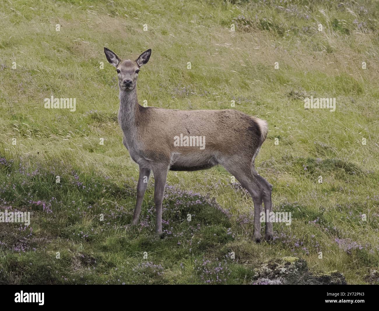 A doe red deer, Cervus elaphus, on high alert Stock Photo - Alamy