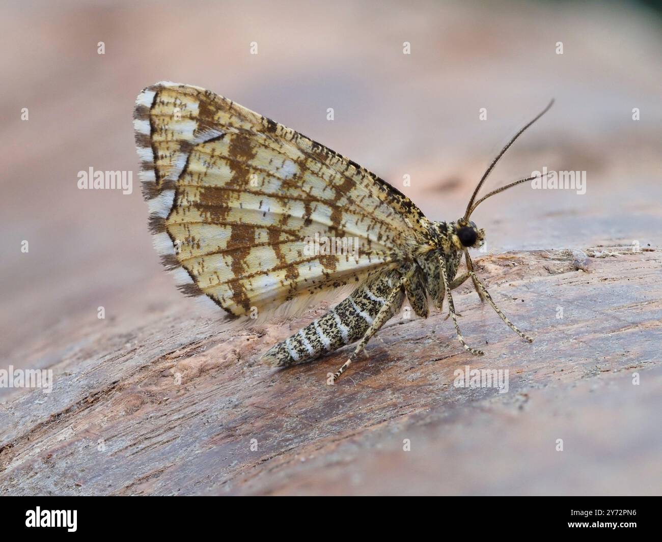 A latticed heath moth, Chiasmia clathrata, resting on a log Stock Photo ...