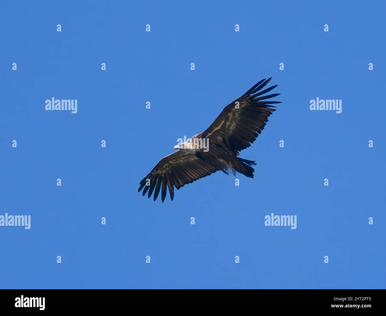 A Eurasian griffon vulture, Gyps fulvus, also known as just griffon ...