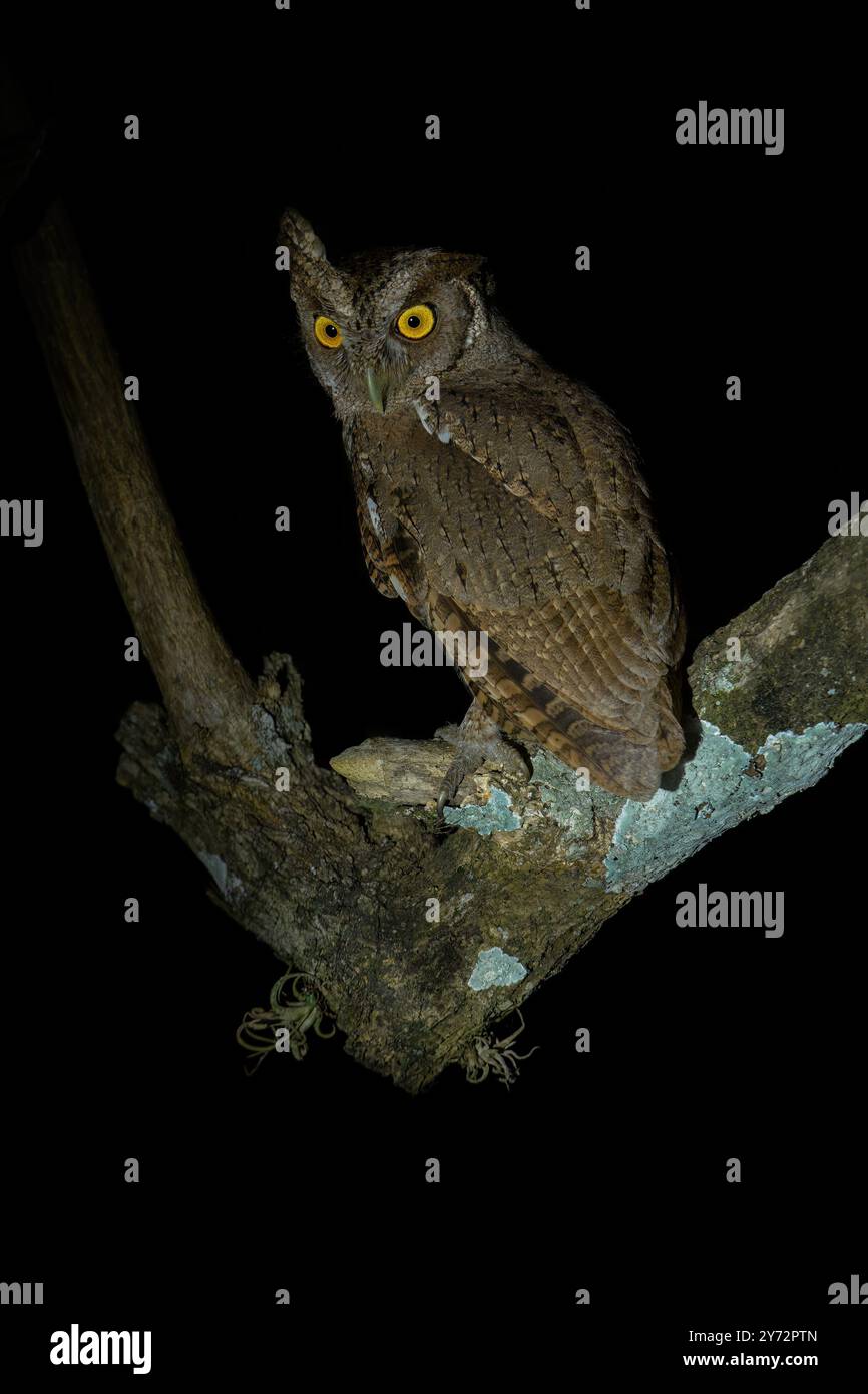 Species of owl in the family strigidae hi-res stock photography and ...